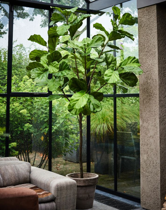 Ficus Green 151cm – Proof Living Singapore